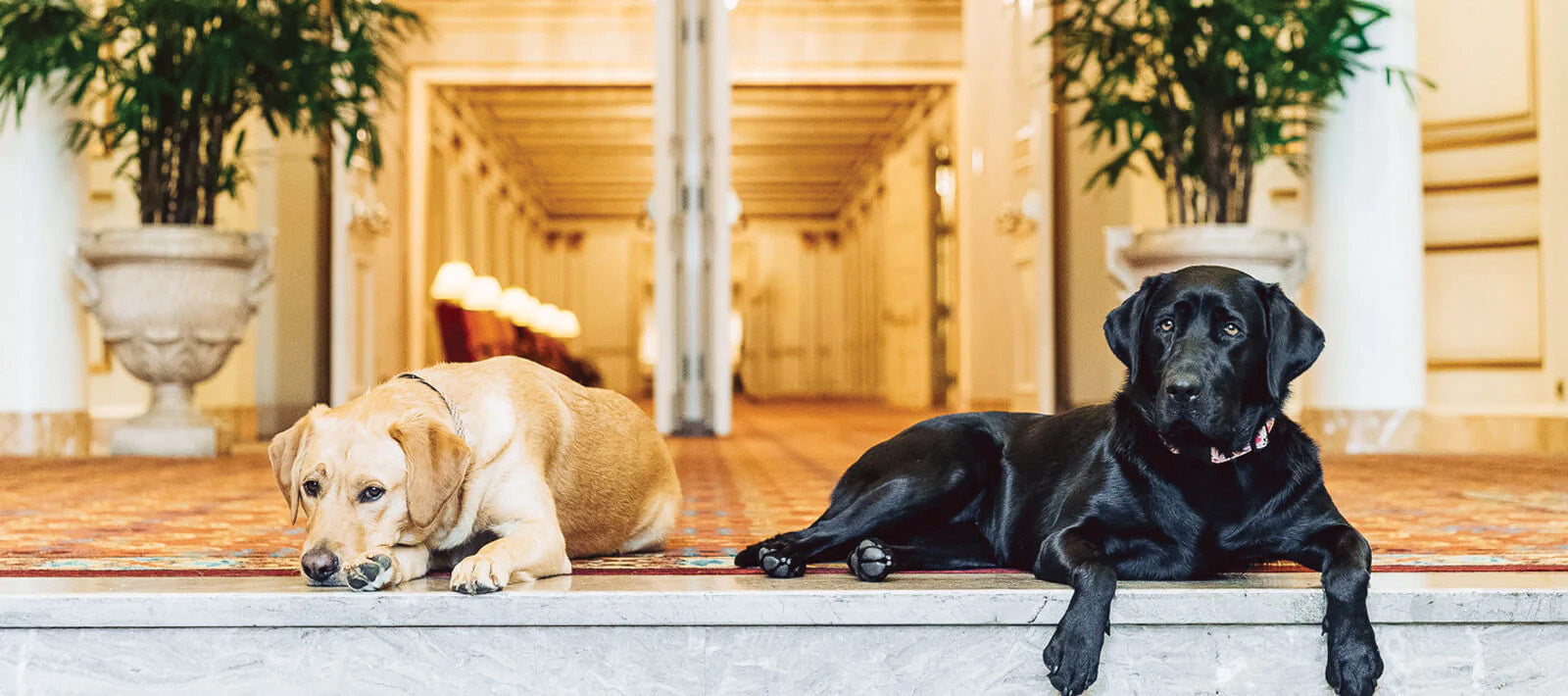 High Style with Fairmont’s Pet Project - Fairmont Store US